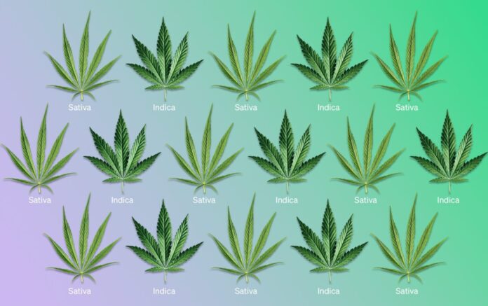 Understanding the Different Types of CBD Hemp Seeds: Indica vs. Sativa ...